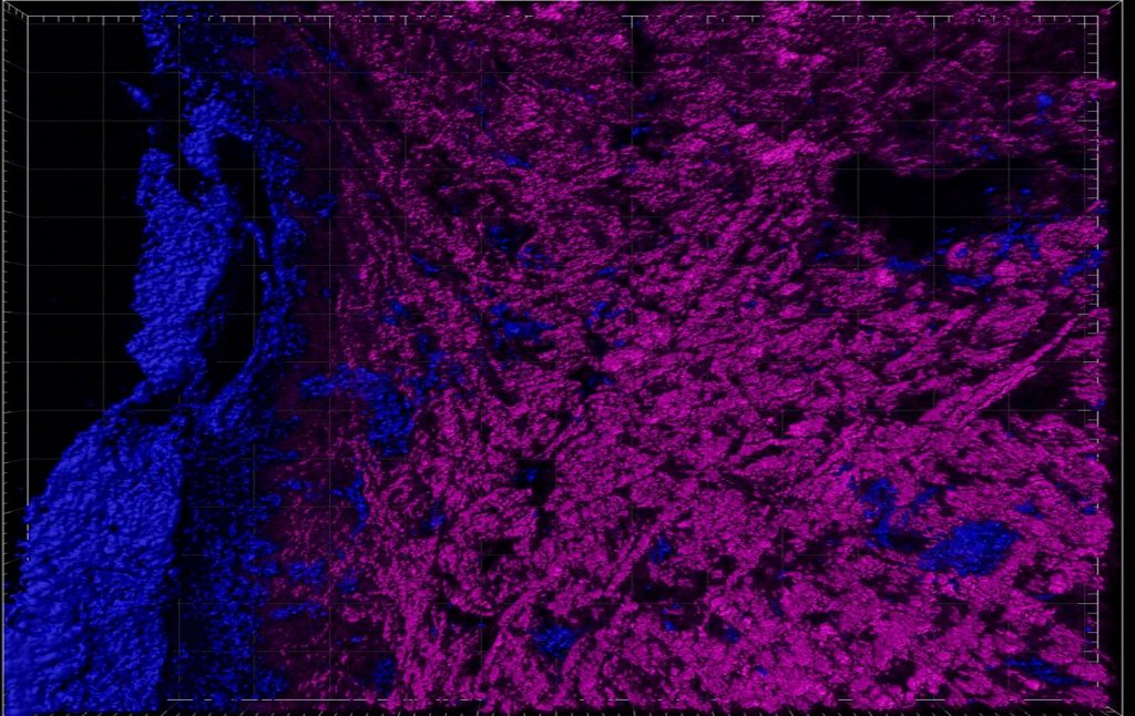 Zeiss LSM 780 - Optical Biology Core Facility
